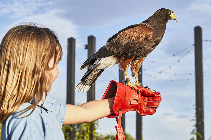 Discover the Thrill of Falconry - Primland